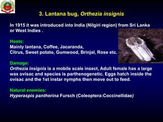 Ias pest mohammed faisal | PPT | Free Download