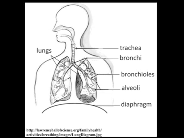 CAS IB Biology 6.4 Gas Exchange | PPT