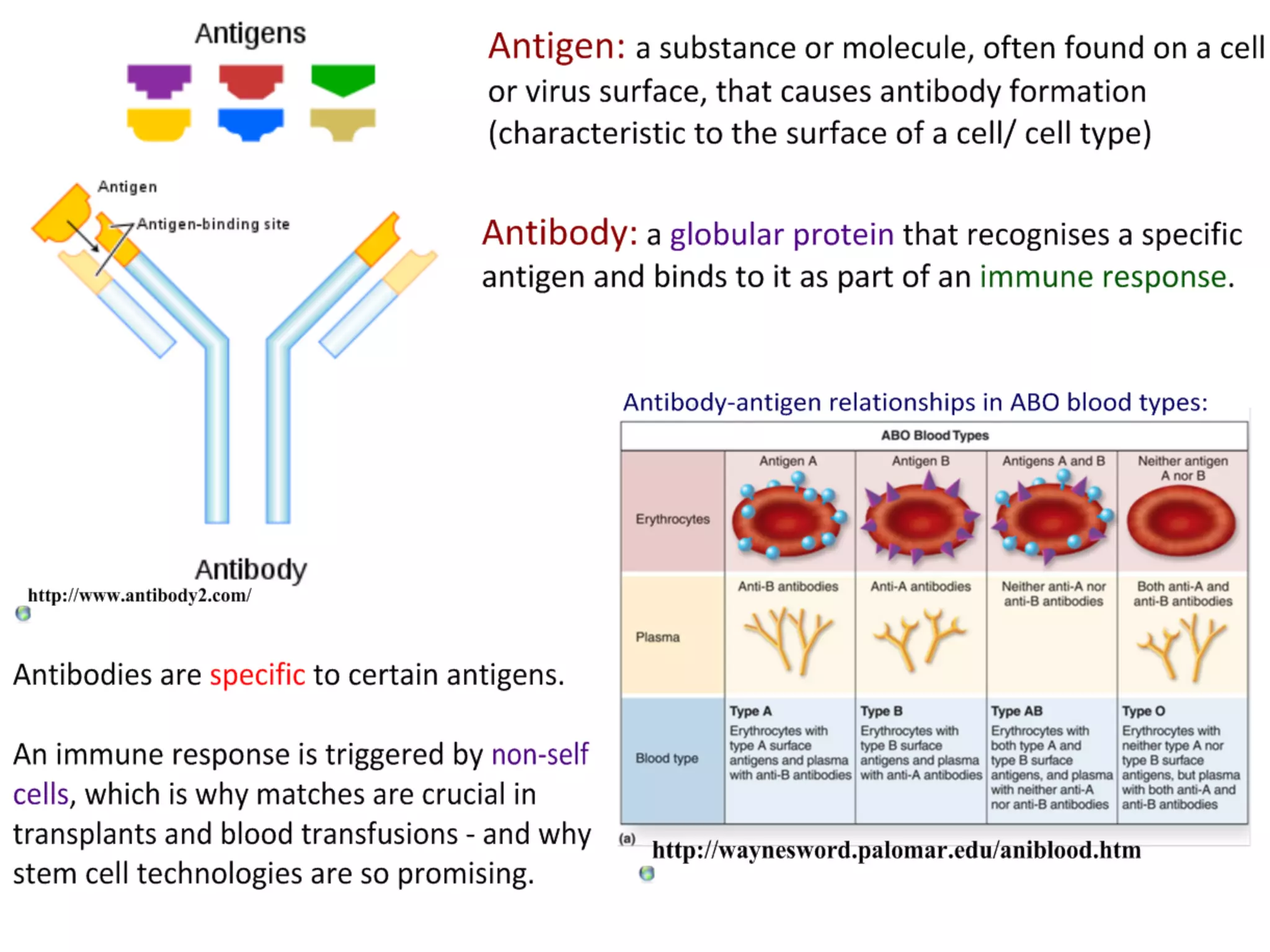 CAS IB Biology 6.3 Defense Against Infectious Disease (Part 2) | PPT
