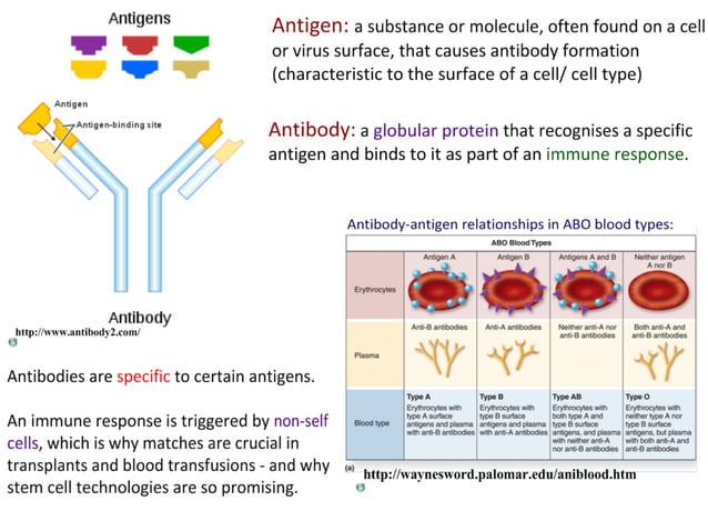 CAS IB Biology 6.3 Defense Against Infectious Disease (Part 2) | PPT