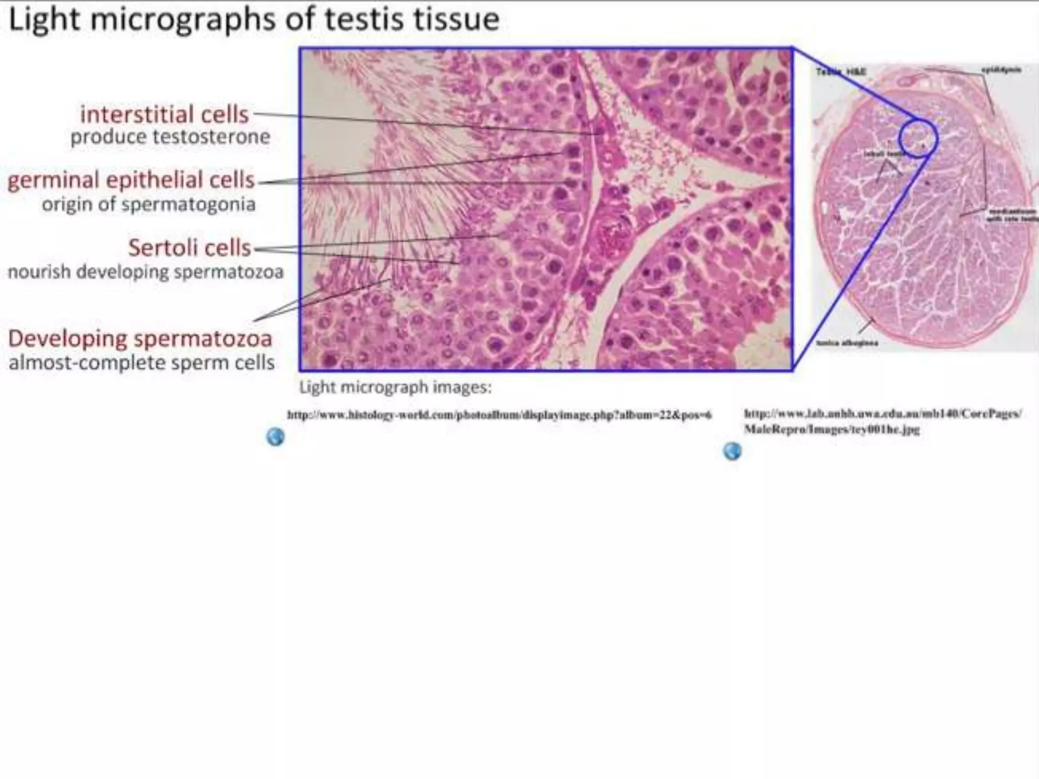 Cas Biology 11 4 Human Reproduction Part 1 Pptx Infertility Reproductive Health