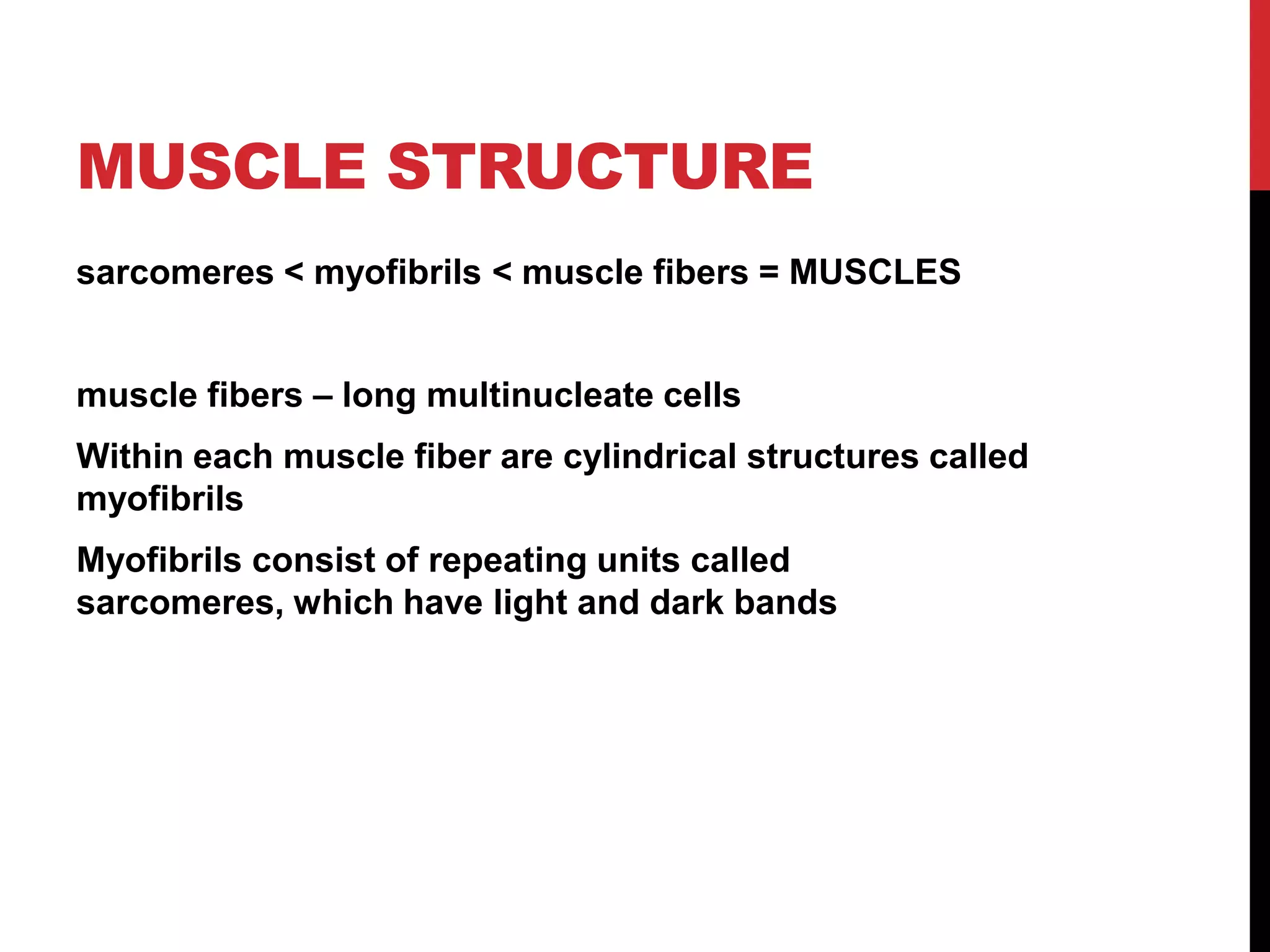 CAS Biology 11.2 Muscles and Movement | PPTX