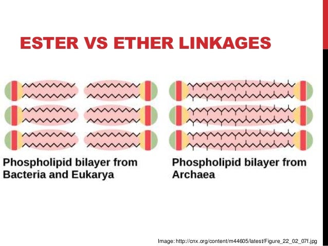 CAS Biology Option F: Classifying Microbes