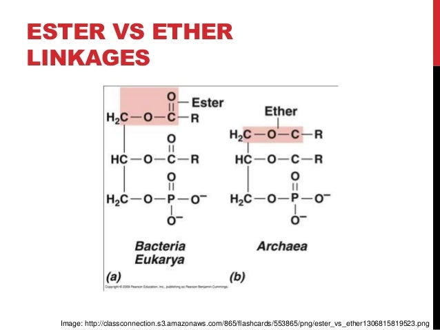 CAS Biology Option F: Classifying Microbes