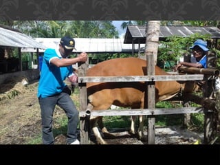 TEKNIK INSEMINASI BUATAN PADA SAPI BALI.pptx