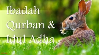 Ibadah qurban | PPTX