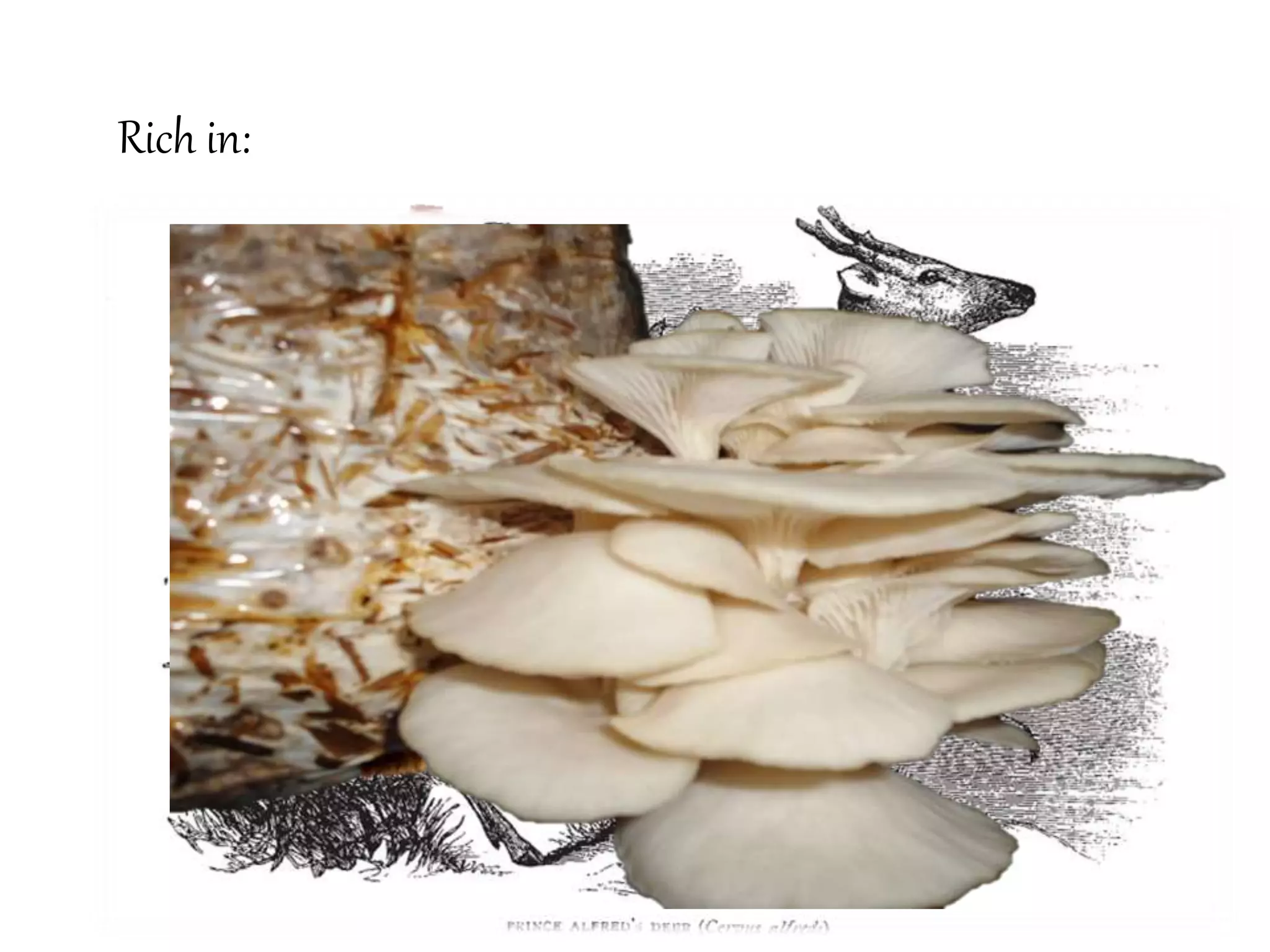 IBALOI: Life & Culture | PPTX