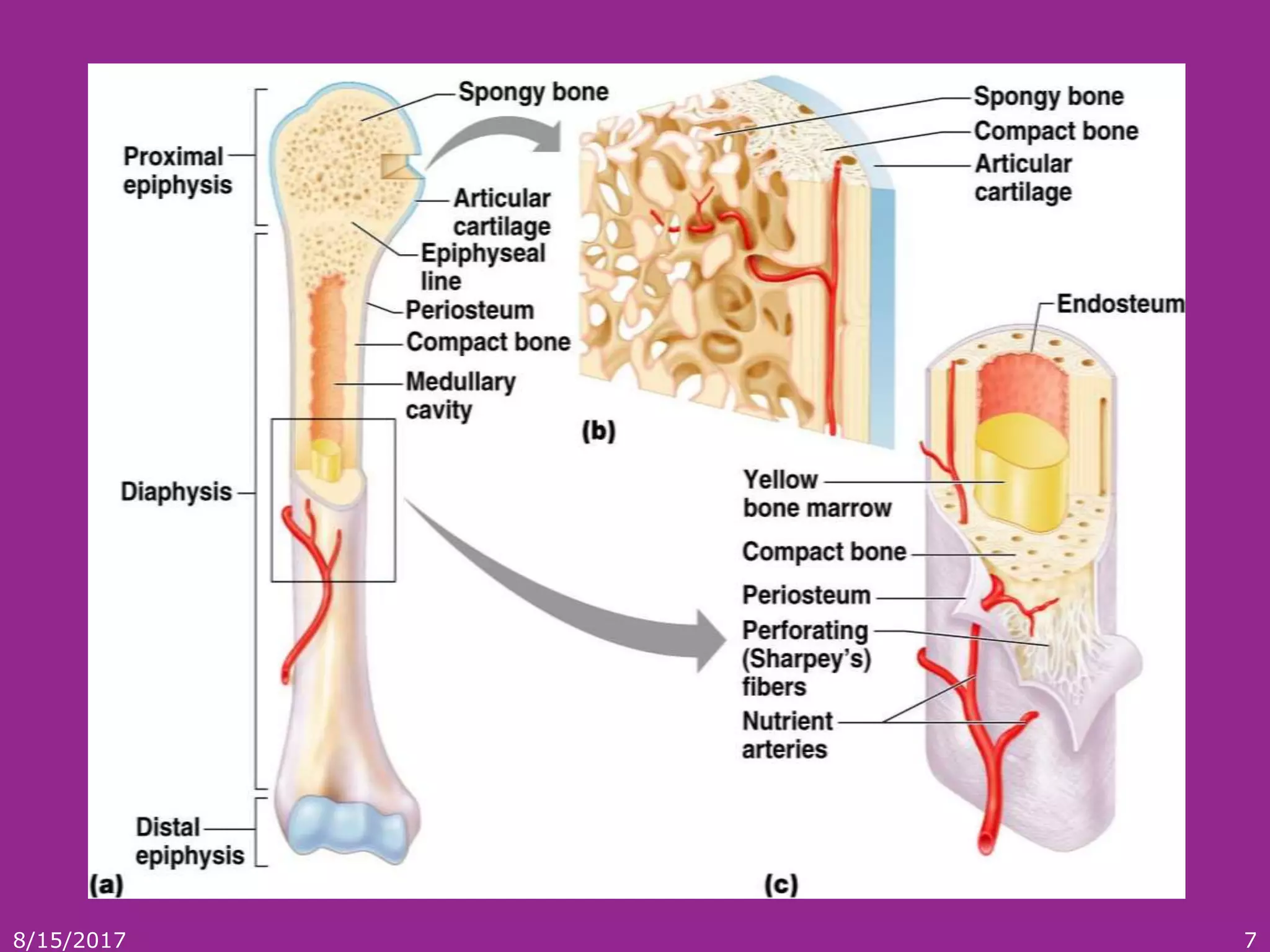 Ibandronate and osteoporosis treatment and bones | PPT