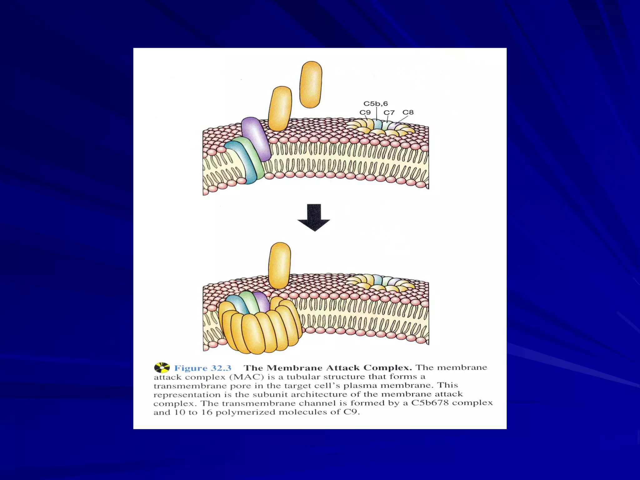Miễn dịch không đặc hiệu | PDF