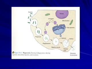 Miễn dịch không đặc hiệu | PDF