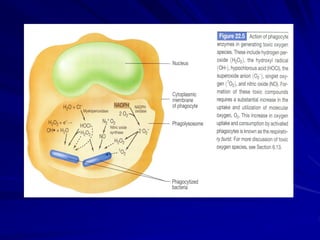 Miễn dịch không đặc hiệu | PDF