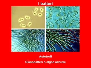 I batteri | PPT