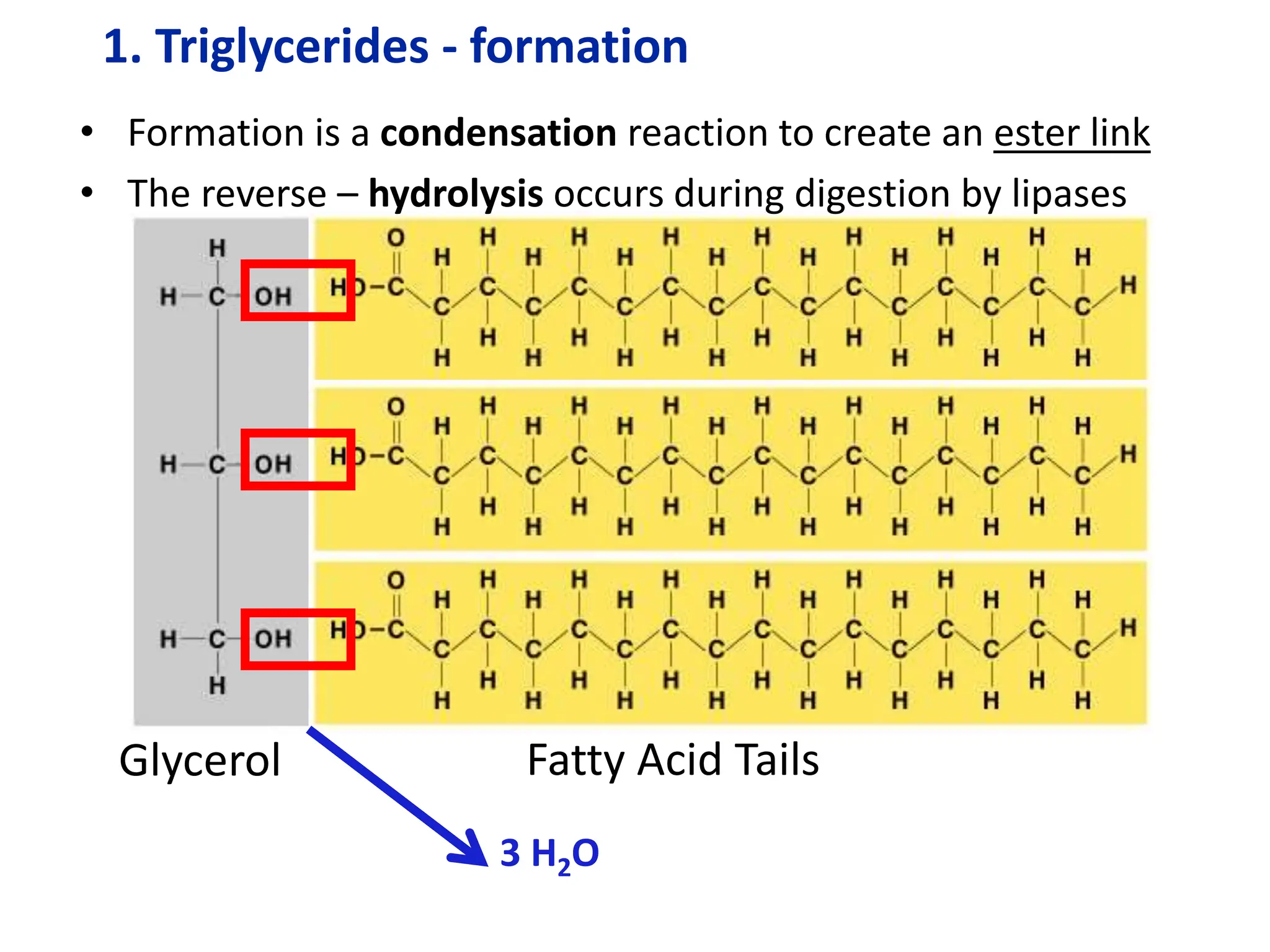 Ib Biochemistry Complete Topic SL and HL.ppt