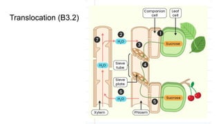 IB Biology HL, Overview of Syllabus Content about Plants | PDF