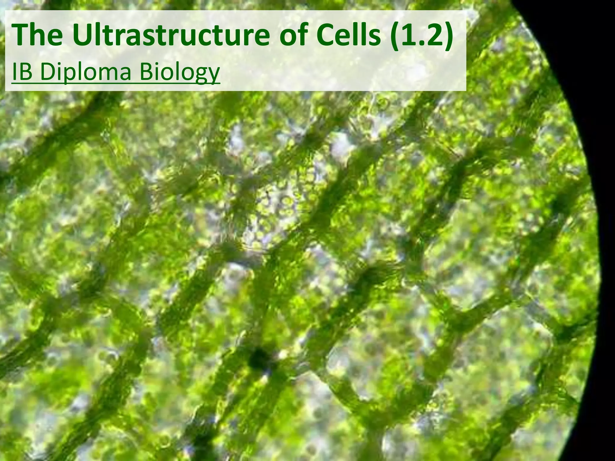 IB Biology 1.2 Slides: Ultrastructure of Cells | PPTX