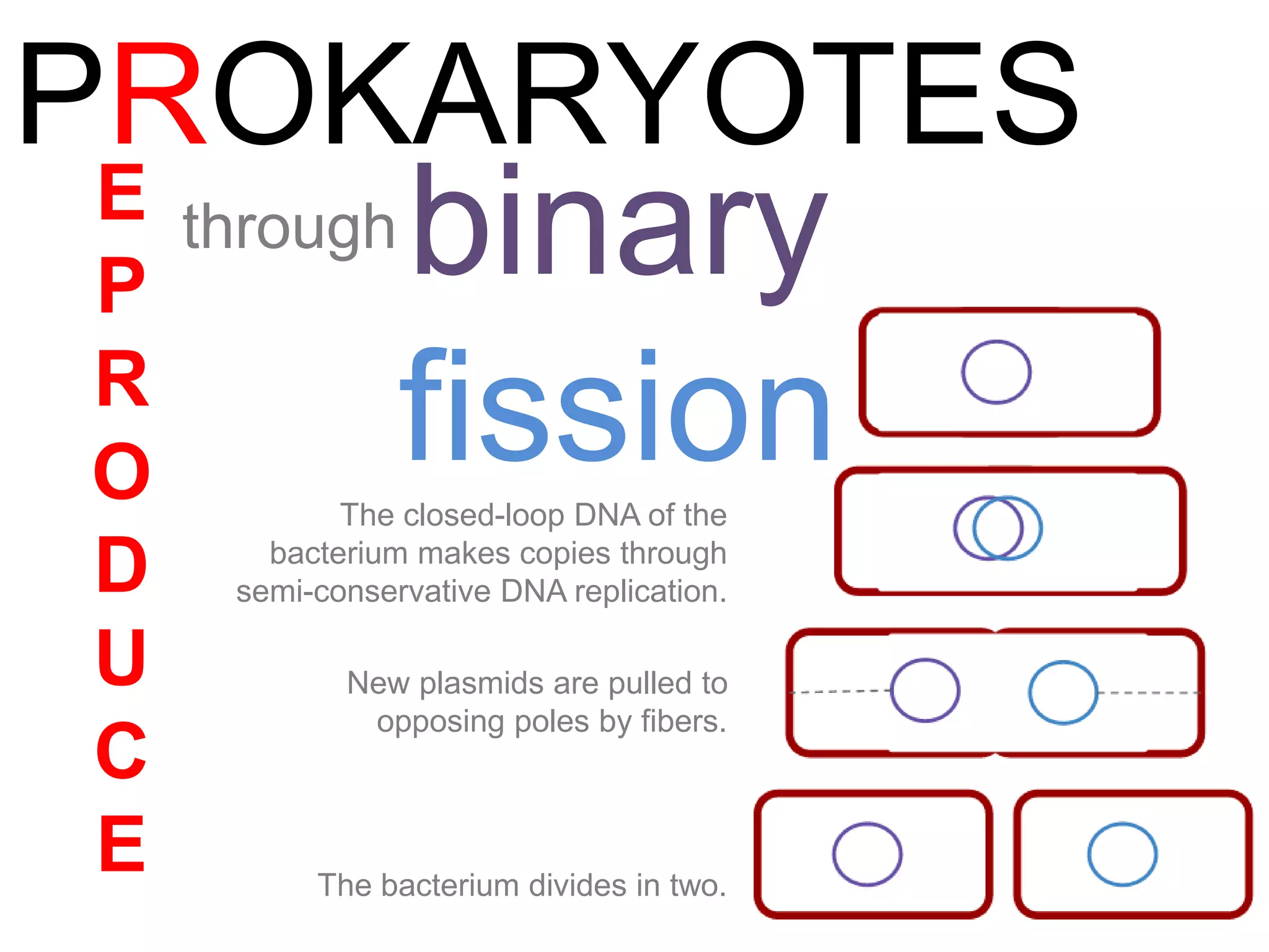IB Biology 1.2 Slides: Ultrastructure of Cells | PPTX