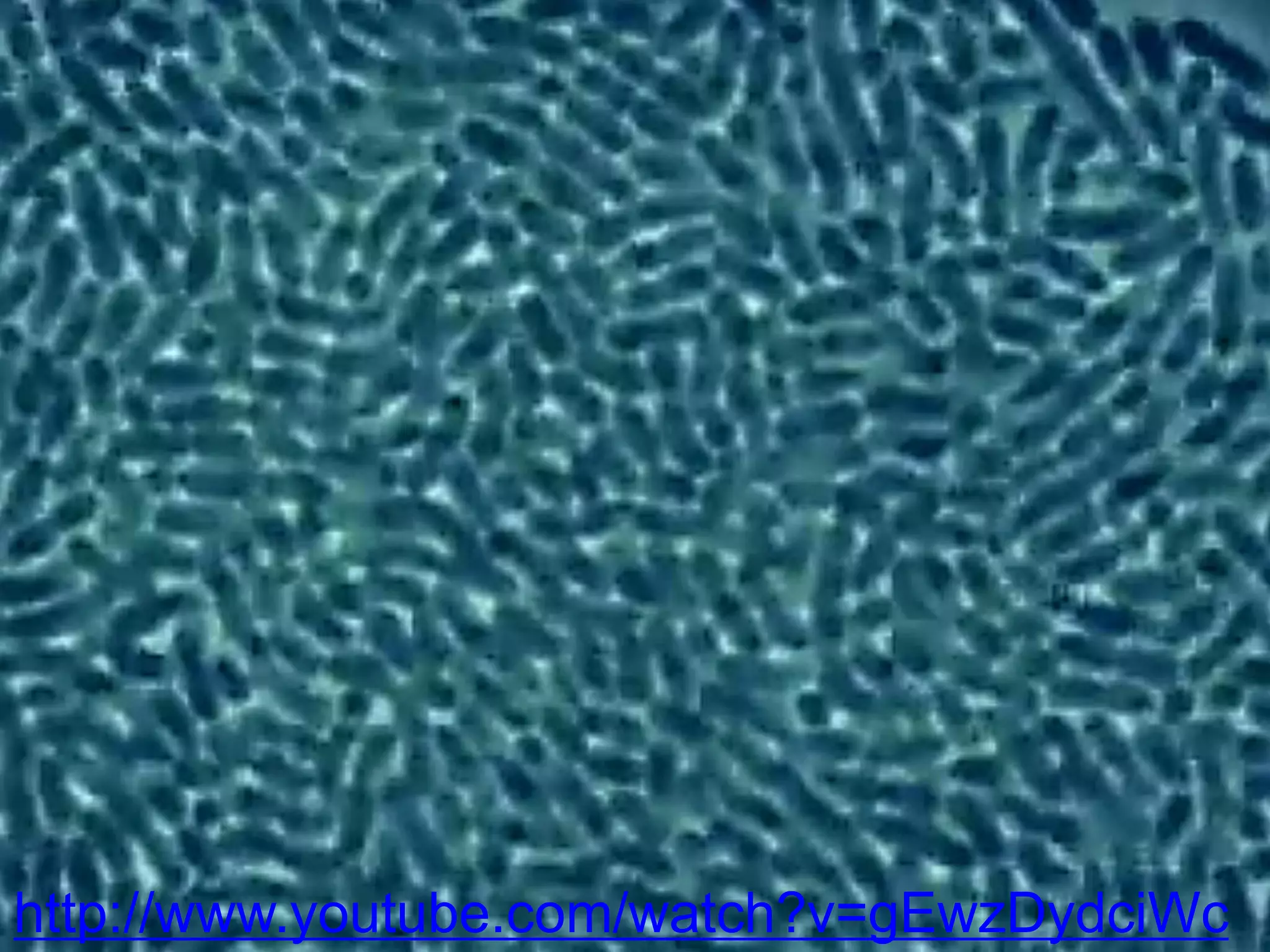 IB Biology 1.2 Slides: Ultrastructure of Cells | PPT