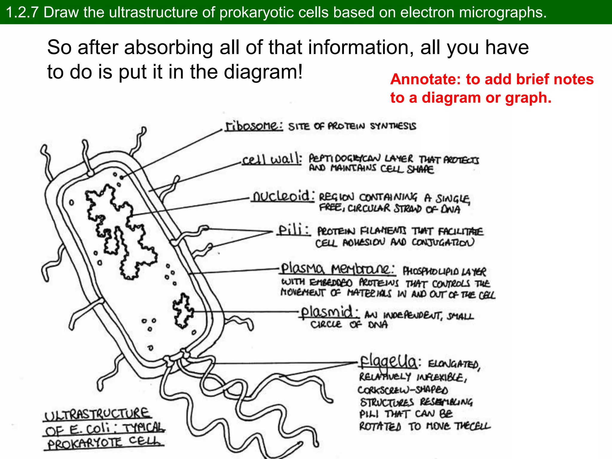 IB Biology 1.2 Slides: Ultrastructure of Cells | PPTX