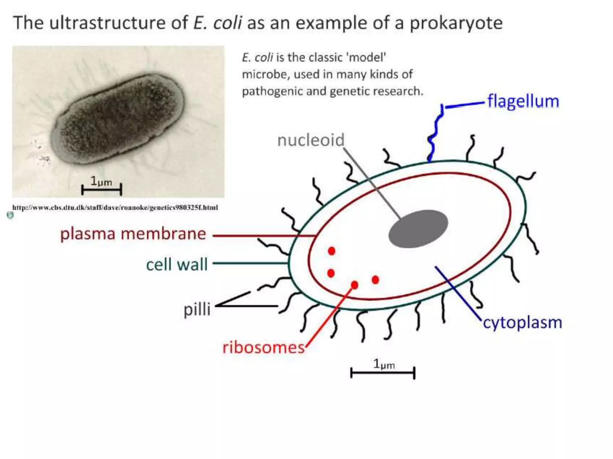IB Biology 1.2 Slides: Ultrastructure of Cells | PPTX