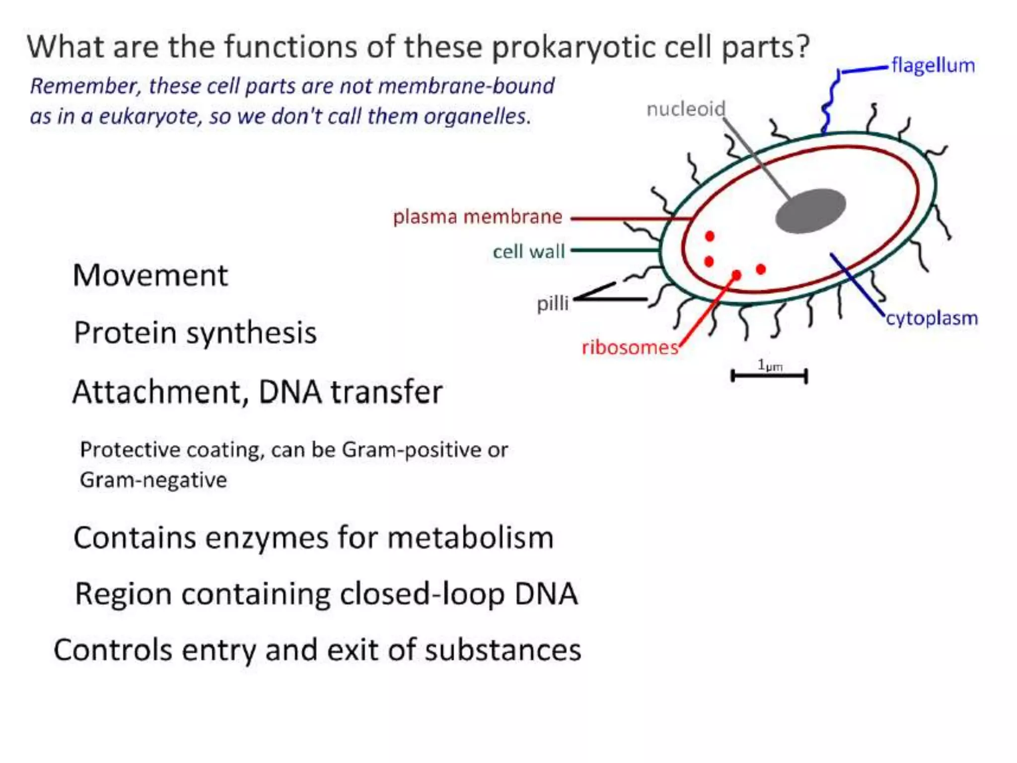 IB Biology 1.2 Slides: Ultrastructure of Cells | PPTX