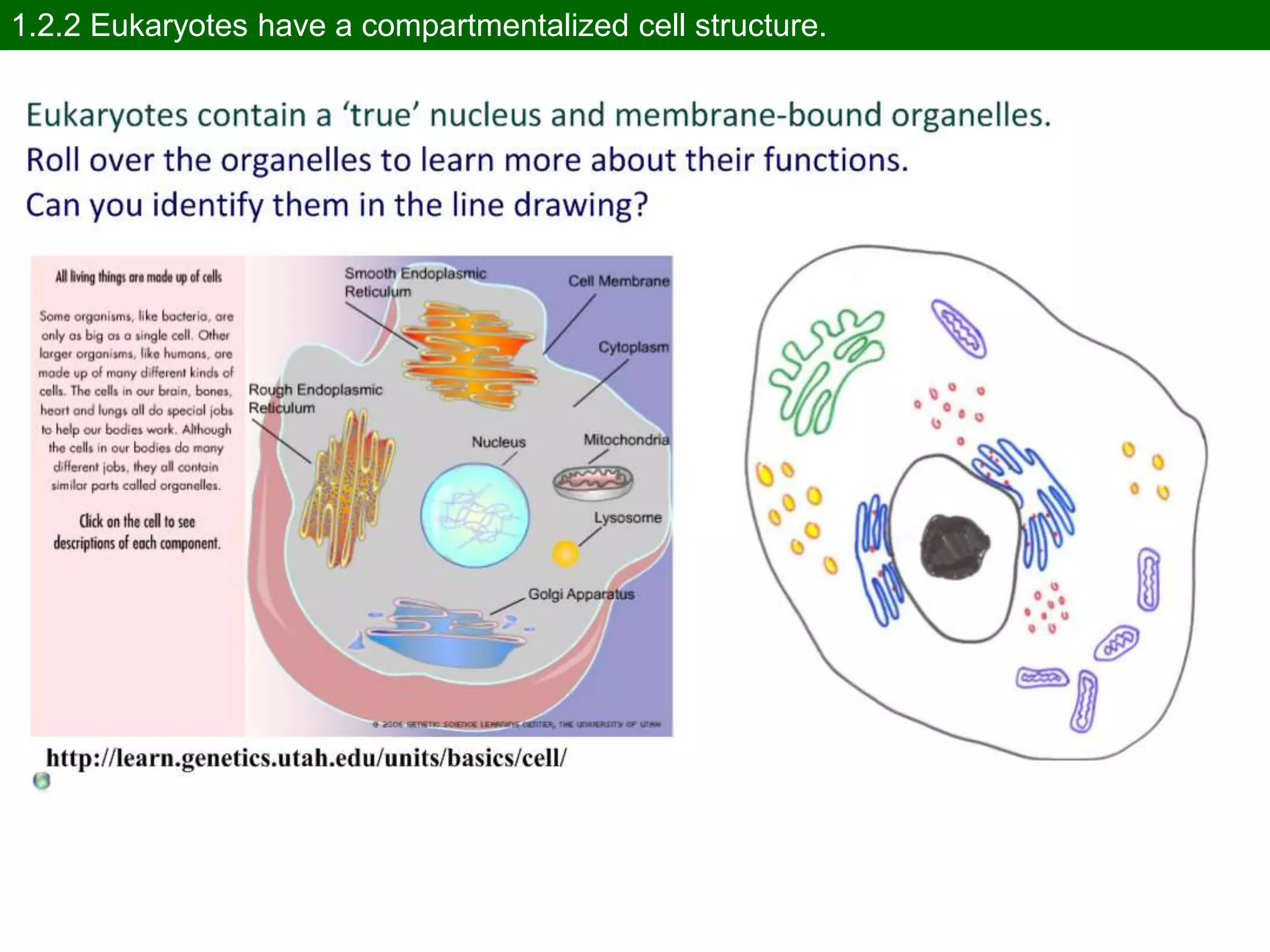 IB Biology 1.2 Slides: Ultrastructure of Cells | PPTX