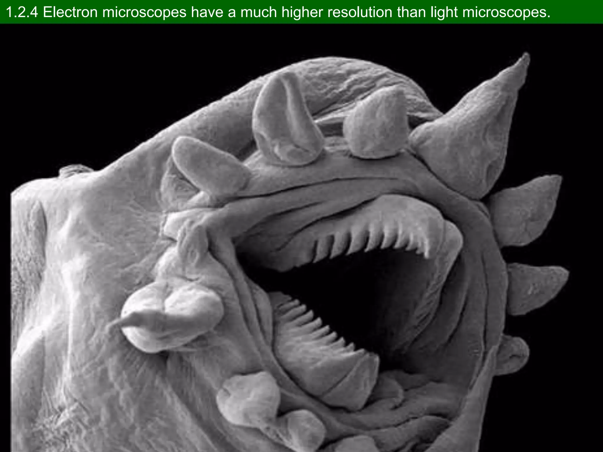 IB Biology 1.2 Slides: Ultrastructure of Cells | PPTX