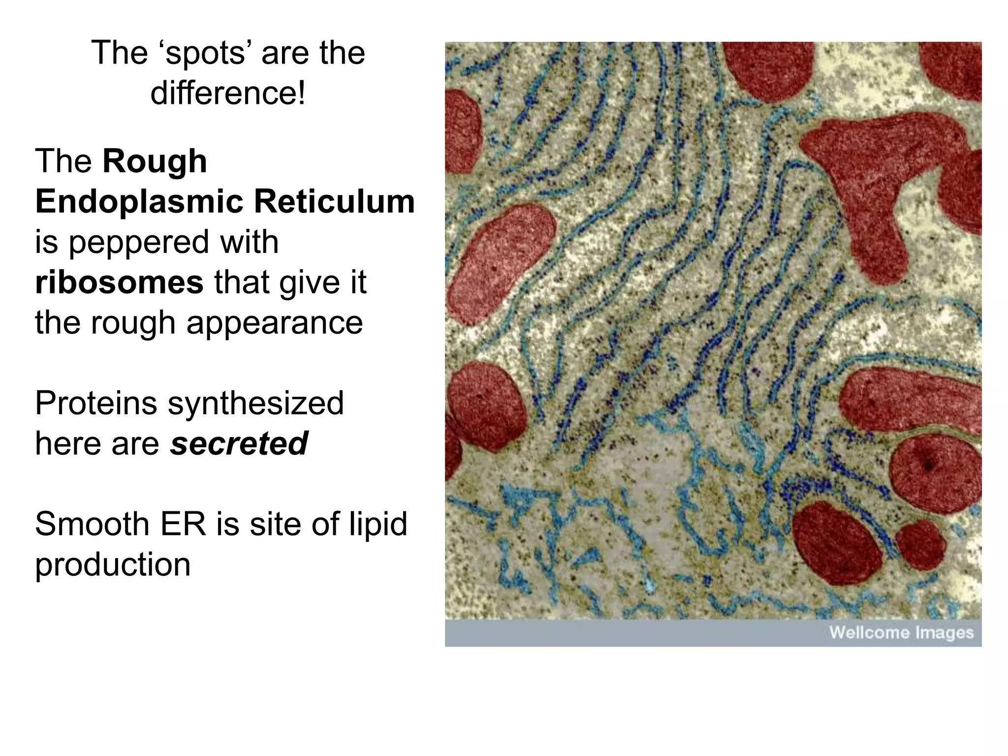 IB Biology 1.2 Slides: Ultrastructure of Cells | PPT