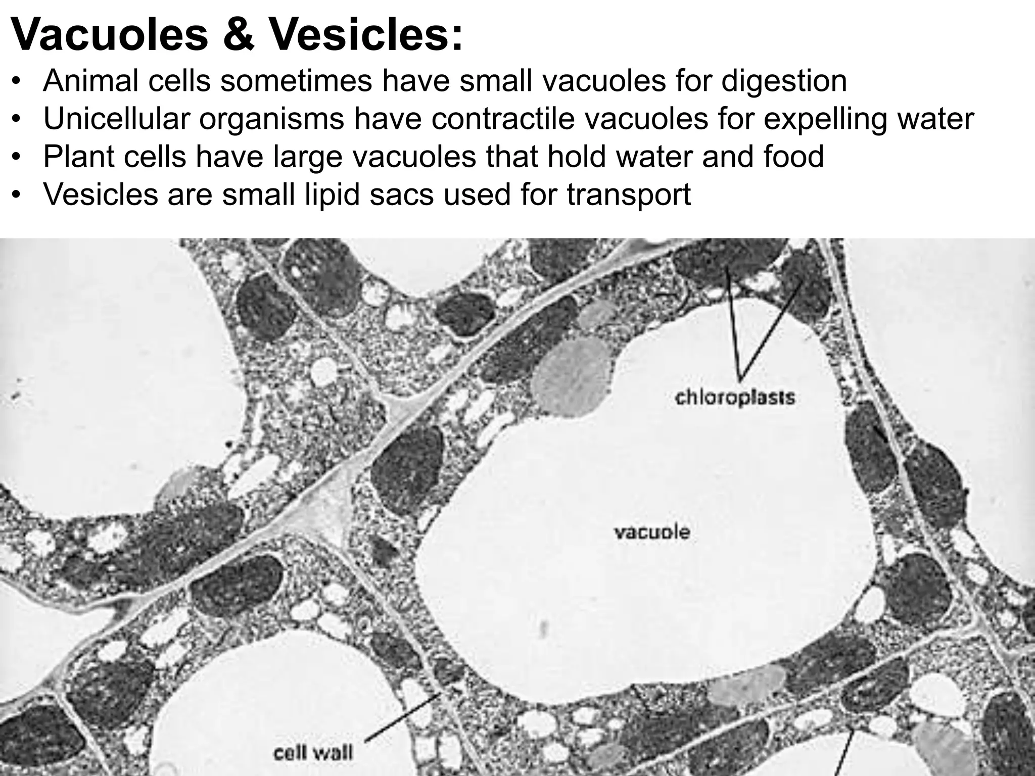 IB Biology 1.2 Slides: Ultrastructure of Cells | PPT