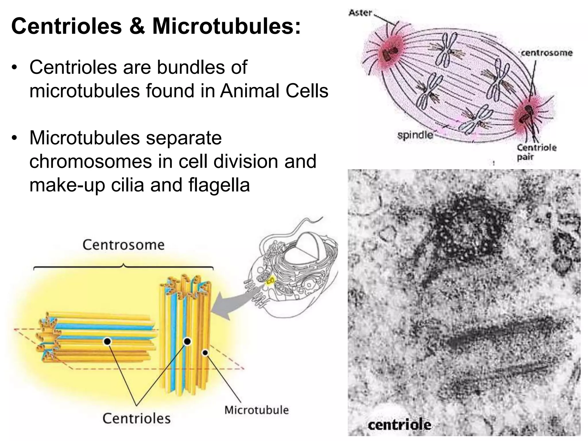 IB Biology 1.2 Slides: Ultrastructure of Cells | PPTX