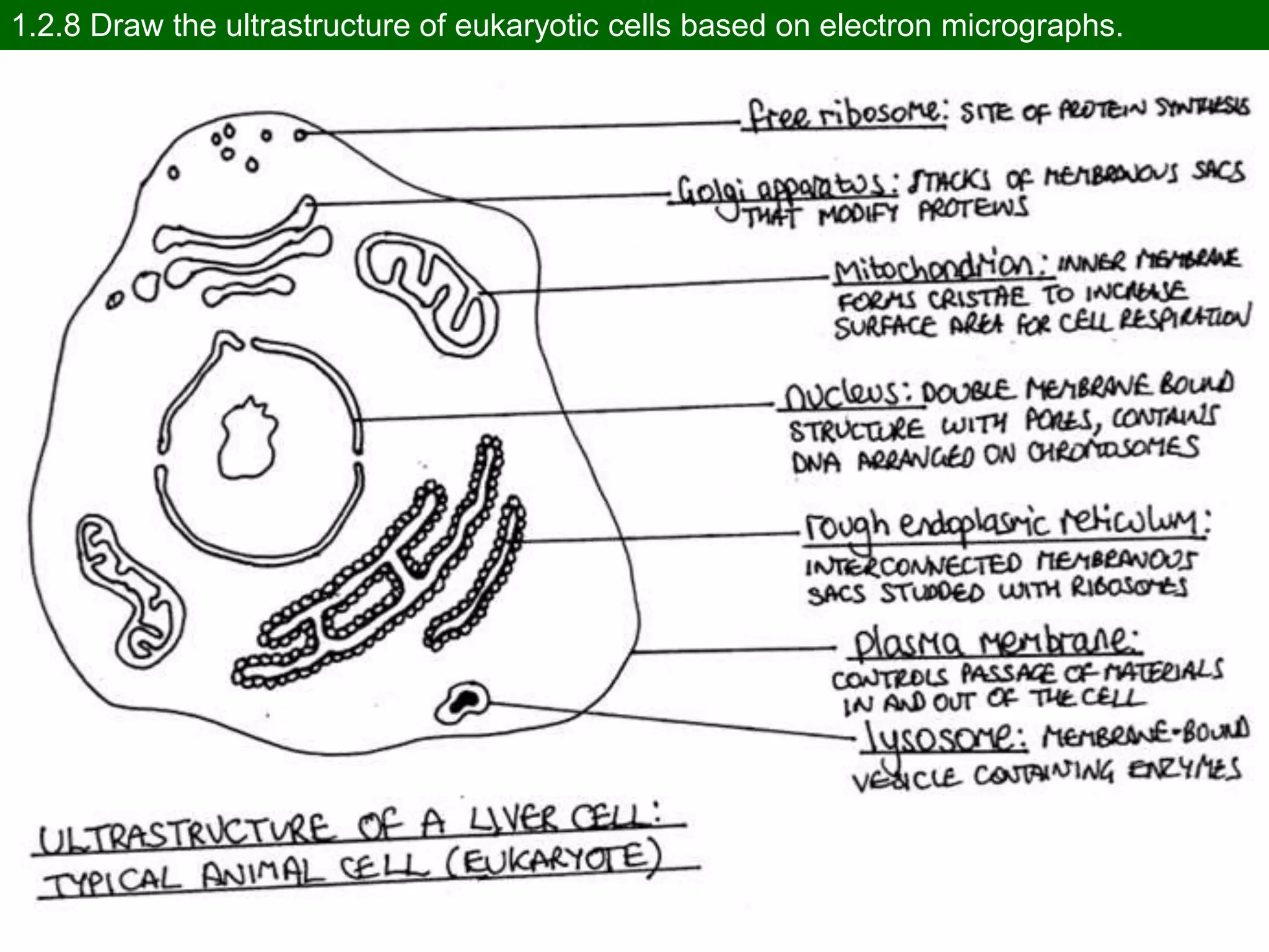 IB Biology 1.2 Slides: Ultrastructure of Cells | PPTX