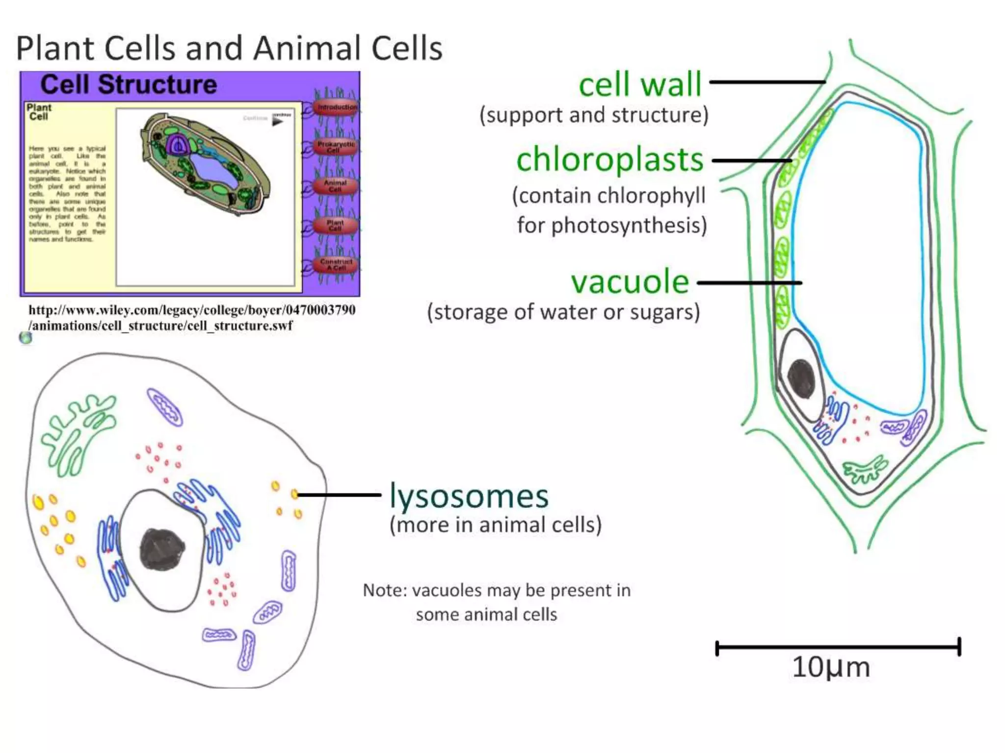 IB Biology 1.2 Slides: Ultrastructure of Cells | PPTX