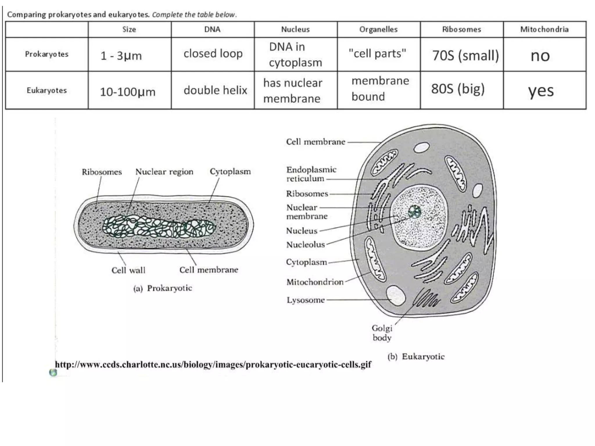 IB Biology 1.2 Slides: Ultrastructure of Cells | PPTX