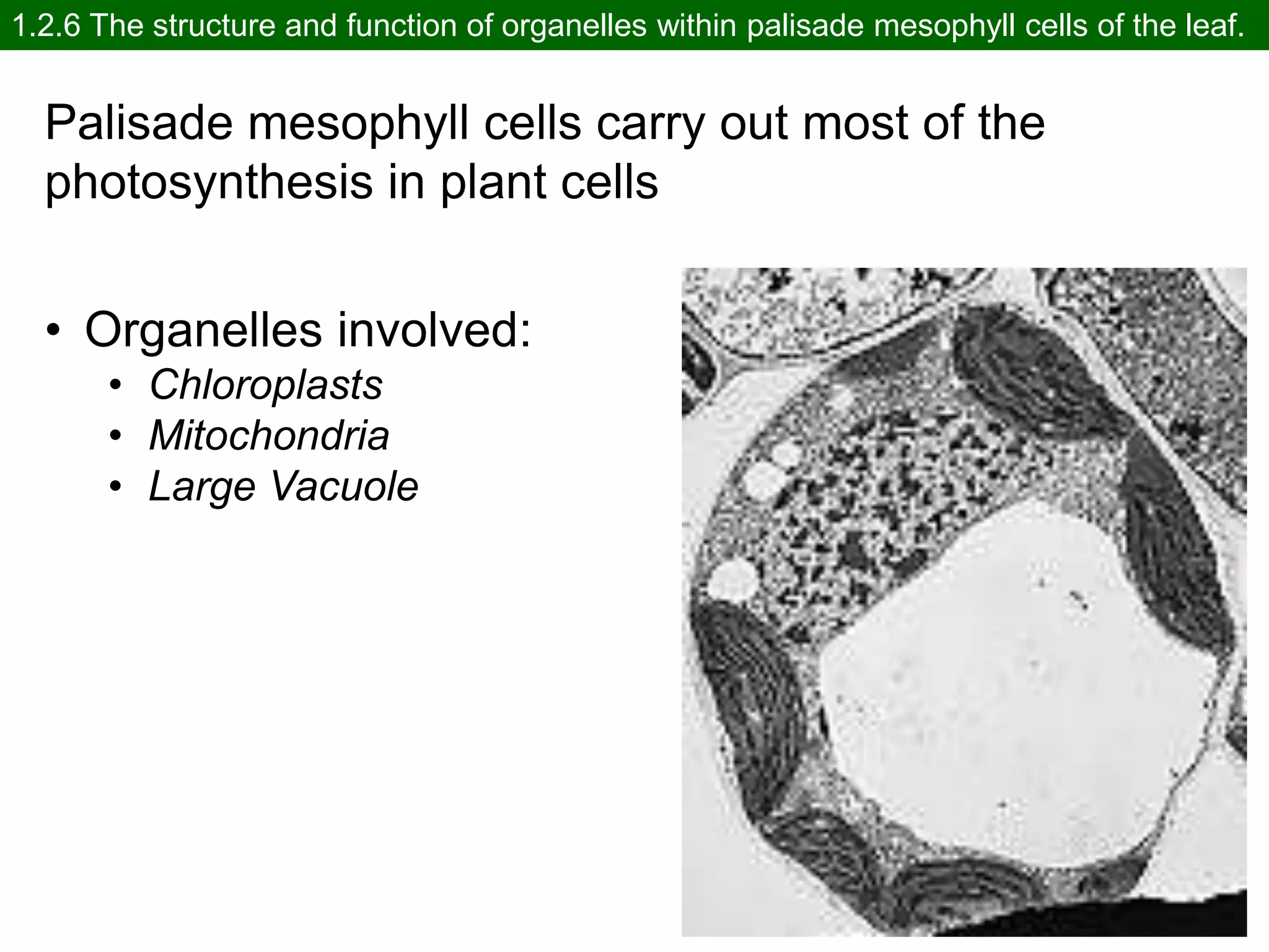 IB Biology 1.2 Slides: Ultrastructure of Cells | PPTX