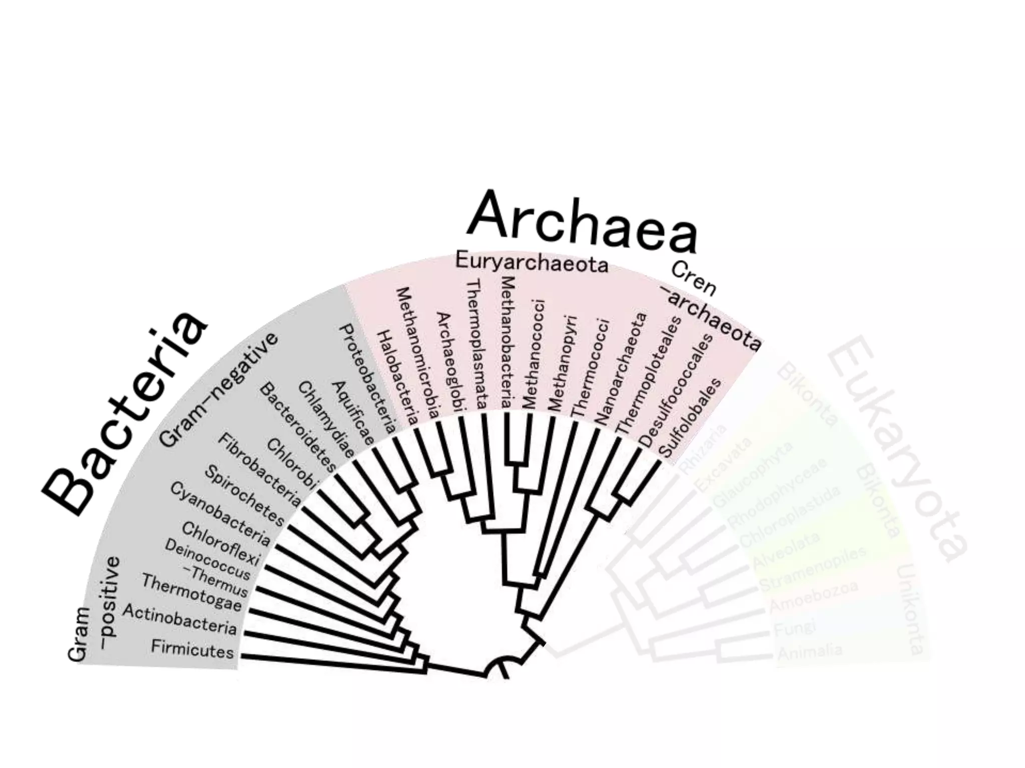 IB Biology 1.2 Slides: Ultrastructure of Cells | PPTX