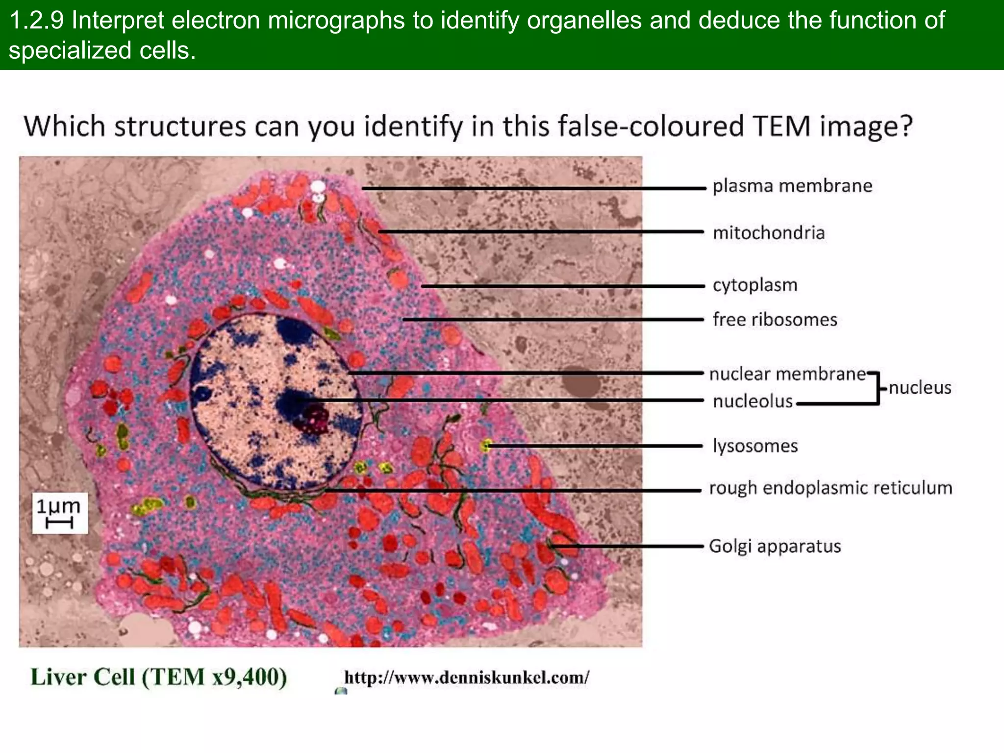 IB Biology 1.2 Slides: Ultrastructure of Cells | PPTX