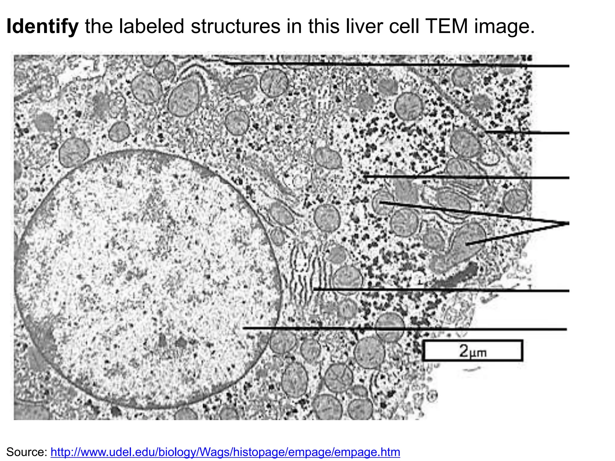 IB Biology 1.2 Slides: Ultrastructure of Cells | PPTX