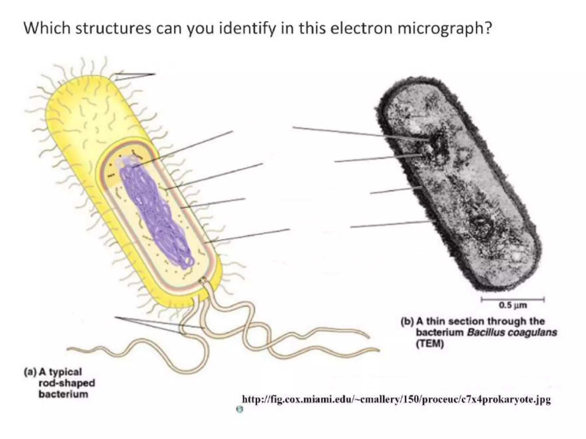 IB Biology 1.2 Slides: Ultrastructure of Cells | PPTX
