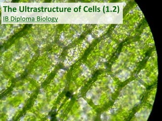 IB Biology 1.2 Slides: Ultrastructure of Cells | PPTX