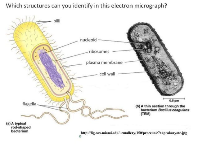 IB Biology 1.2 Slides: Ultrastructure of Cells | PPTX