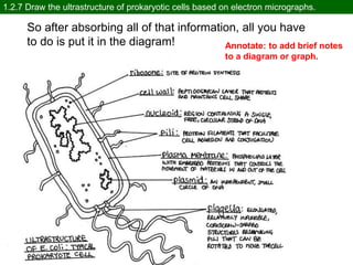 IB Biology 1.2 Slides: Ultrastructure of Cells | PPTX