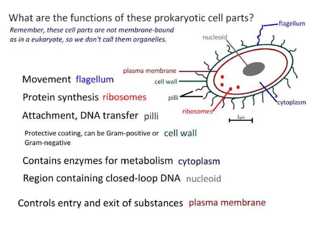 IB Biology 1.2 Slides: Ultrastructure of Cells | PPTX