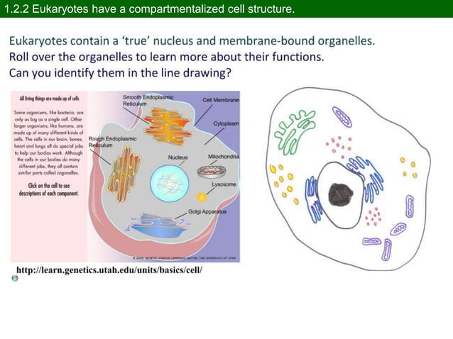IB Biology 1.2 Slides: Ultrastructure of Cells | PPTX