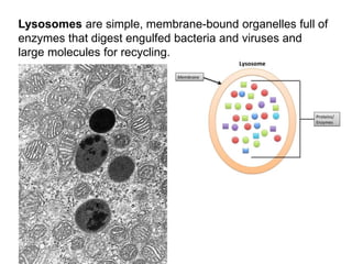 IB Biology 1.2 Slides: Ultrastructure of Cells | PPTX