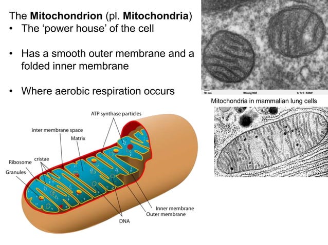IB Biology 1.2 Slides: Ultrastructure of Cells | PPTX