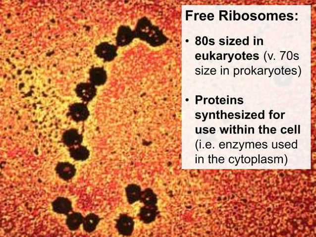 IB Biology 1.2 Slides: Ultrastructure of Cells | PPTX