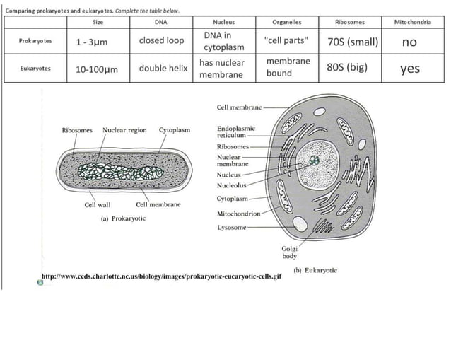 IB Biology 1.2 Slides: Ultrastructure of Cells | PPTX