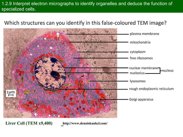 IB Biology 1.2 Slides: Ultrastructure of Cells | PPTX