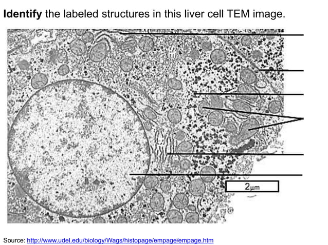IB Biology 1.2 Slides: Ultrastructure of Cells | PPTX