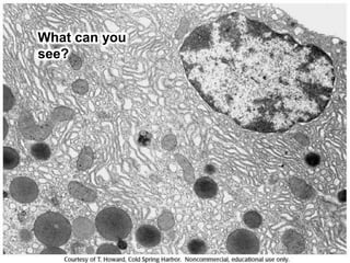 IB Biology 1.2 Slides: Ultrastructure of Cells | PPTX