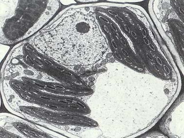 IB Biology 1.2 Slides: Ultrastructure of Cells | PPTX